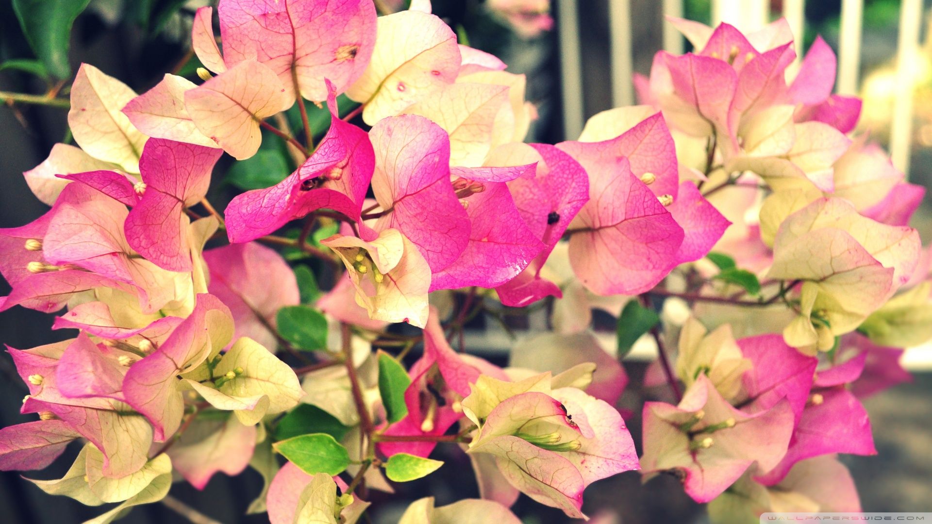 Garden Neighbors Wallpapers - Wallpaper Cave