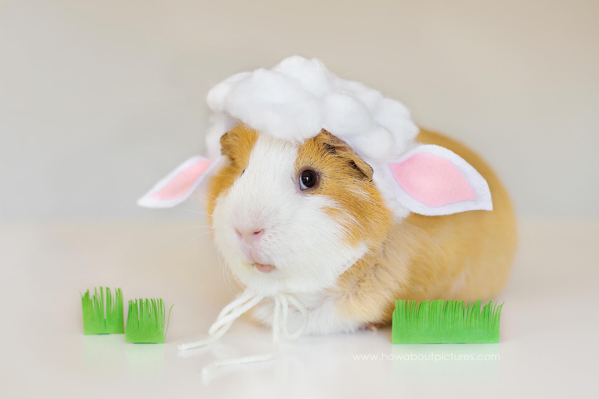 Easter Guinea Pigs Wallpapers - Wallpaper Cave