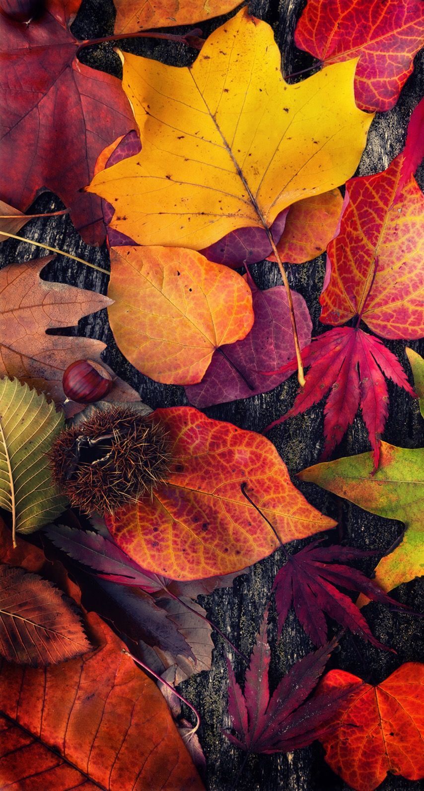 Autumn Warmth Wallpapers - Wallpaper Cave