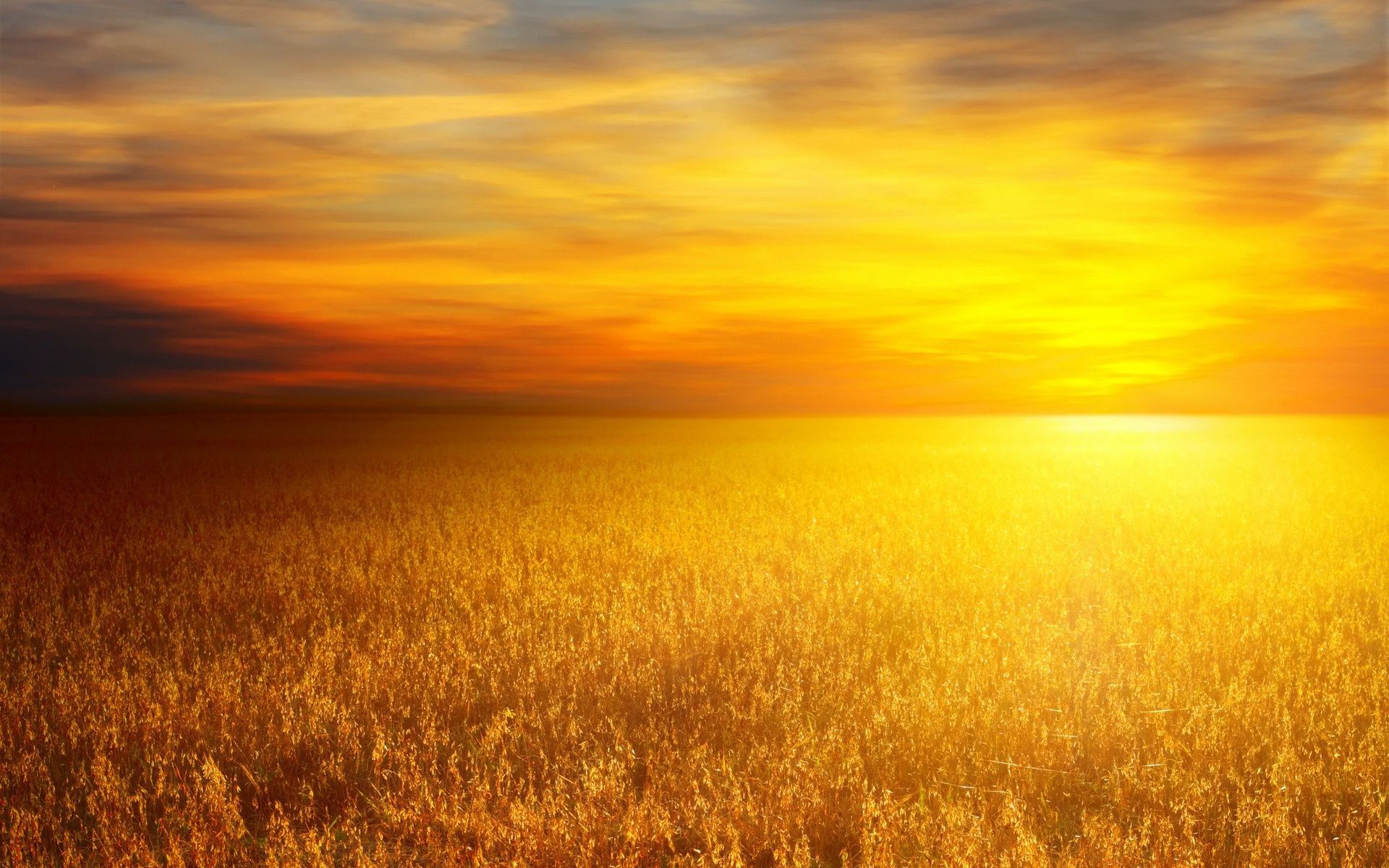 Sun Wheat Fields Wallpapers - Wallpaper Cave
