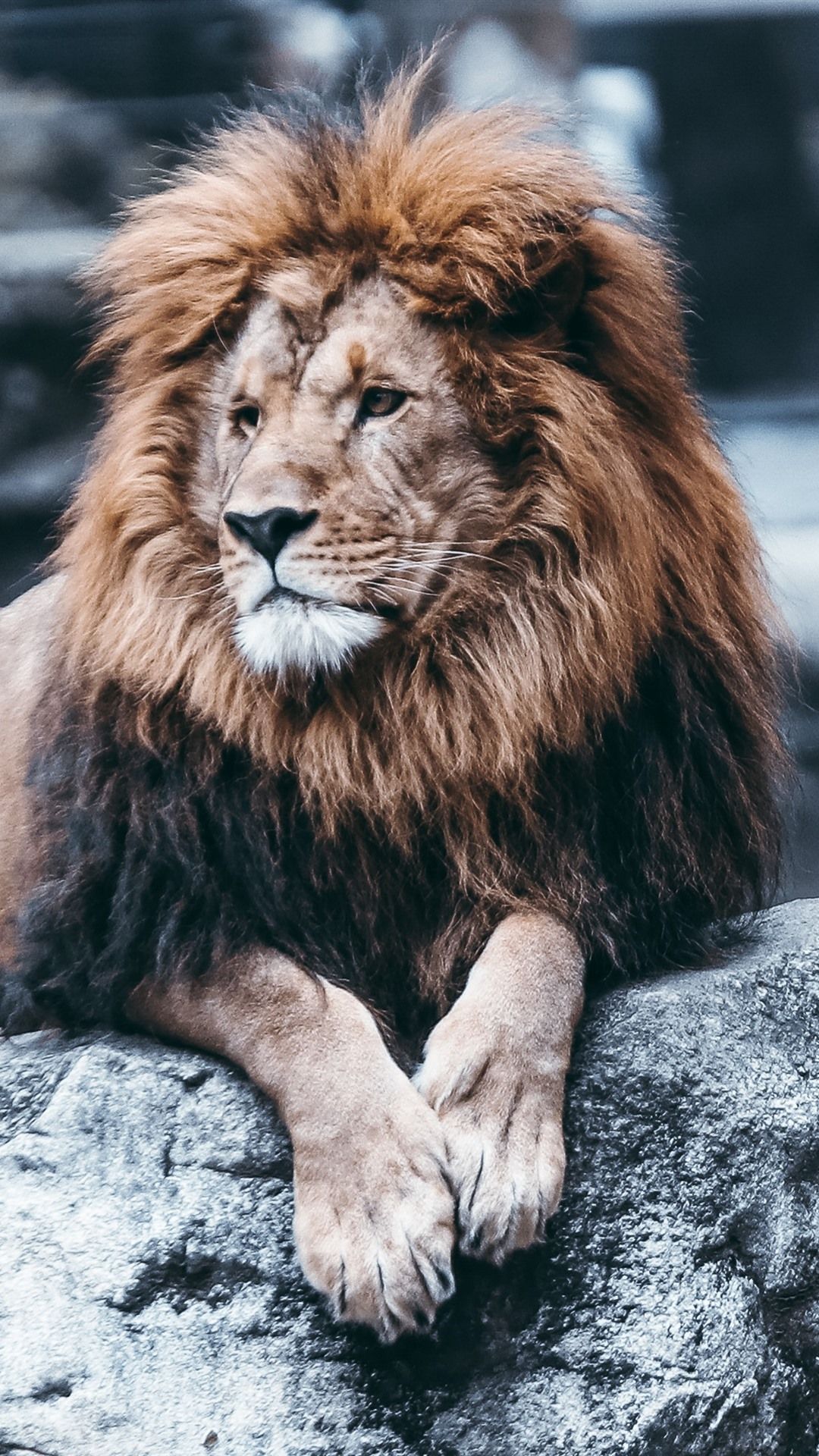 36 Iphone 4K Wallpaper Lion PNG