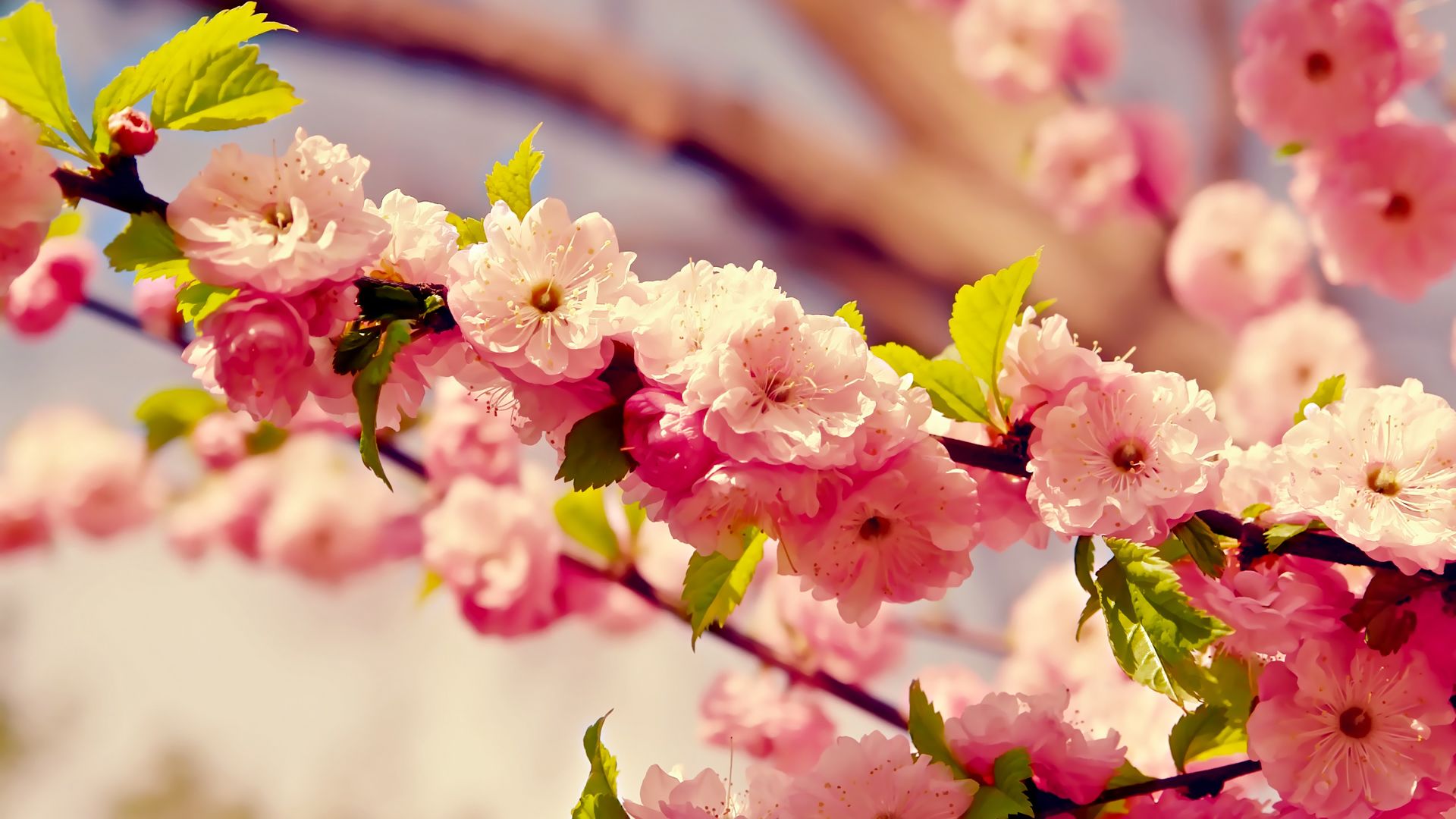 Spring Is Coming Wallpapers - Wallpaper Cave