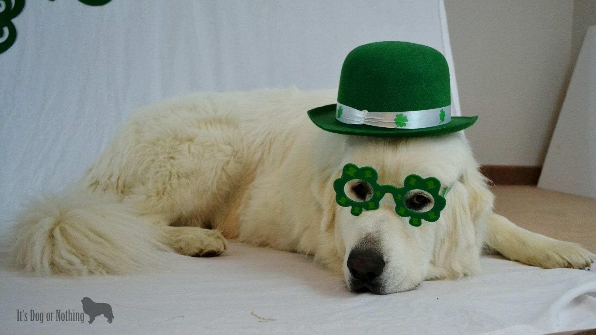 St Patrick's Day Puppies Wallpapers - Wallpaper Cave