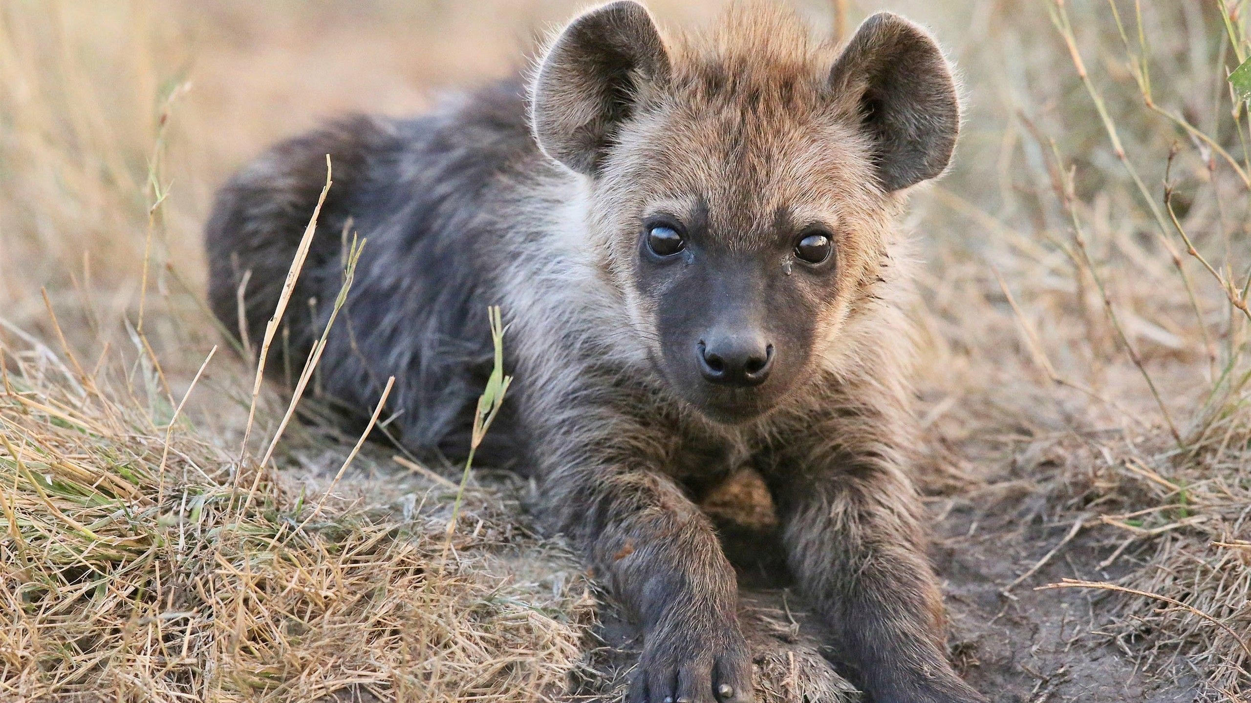 Hyeena Wallpapers - Wallpaper Cave