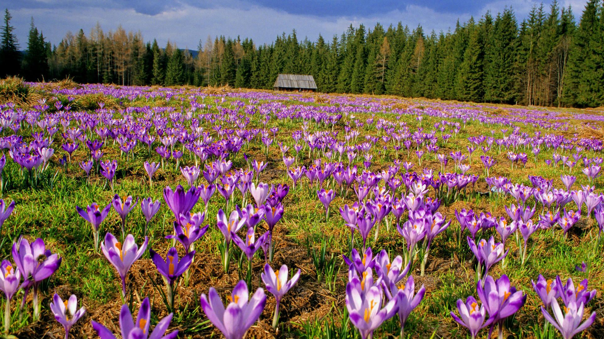 Spring Poland Wallpapers - Wallpaper Cave