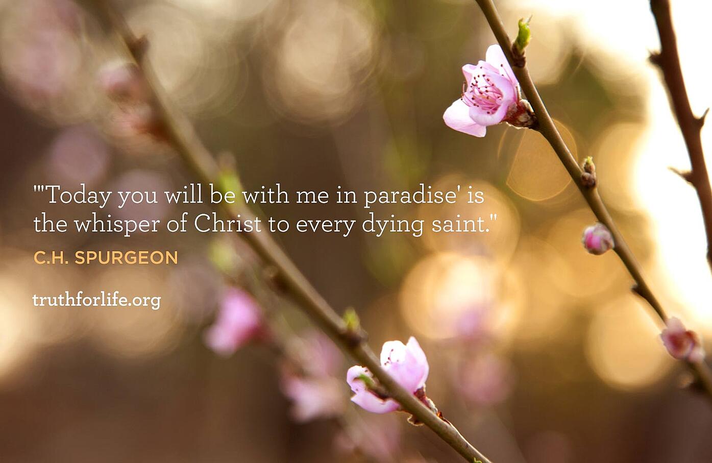 Spring Paradise Wallpapers - Wallpaper Cave