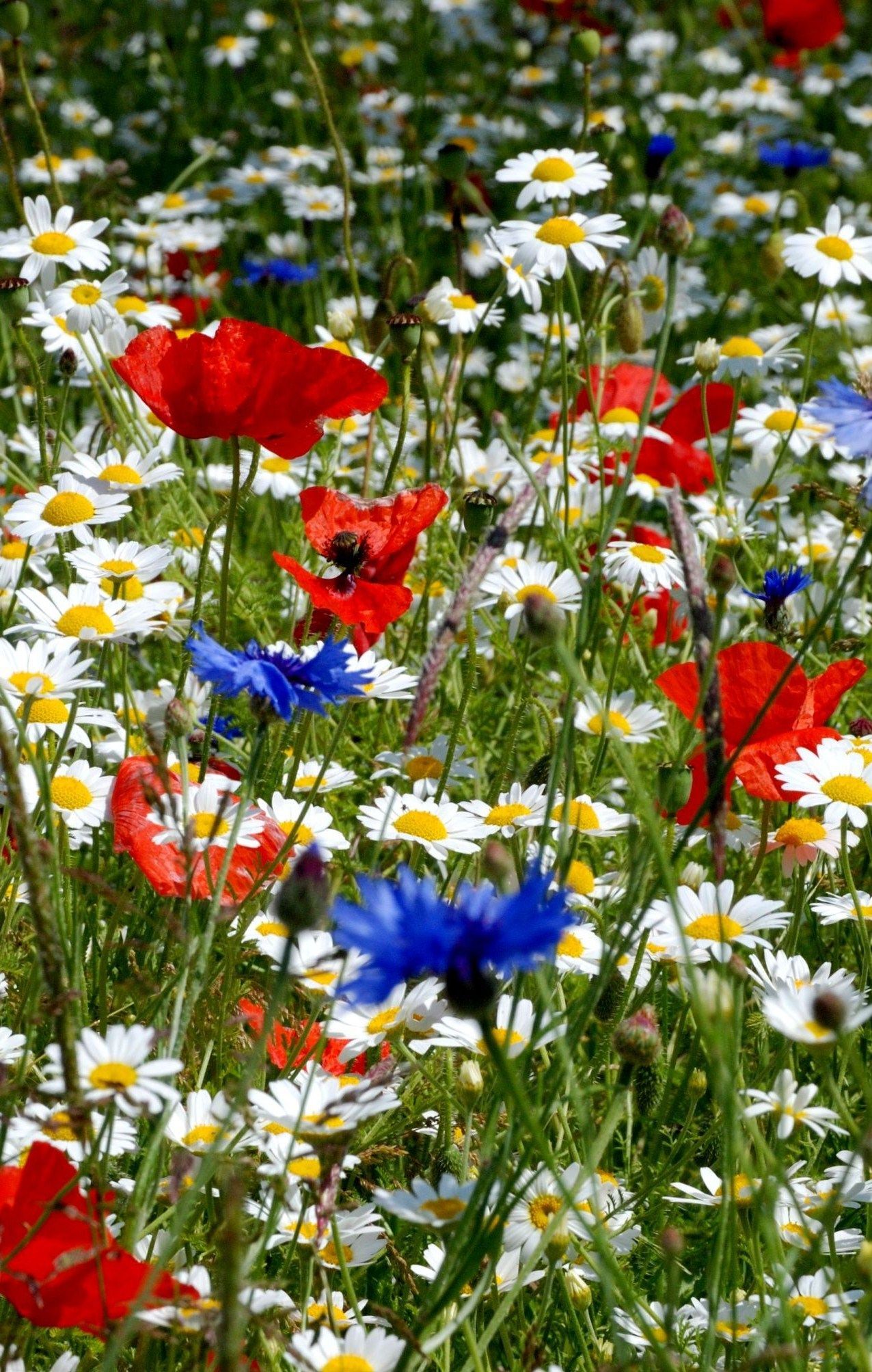 Spring Poland Wallpapers - Wallpaper Cave