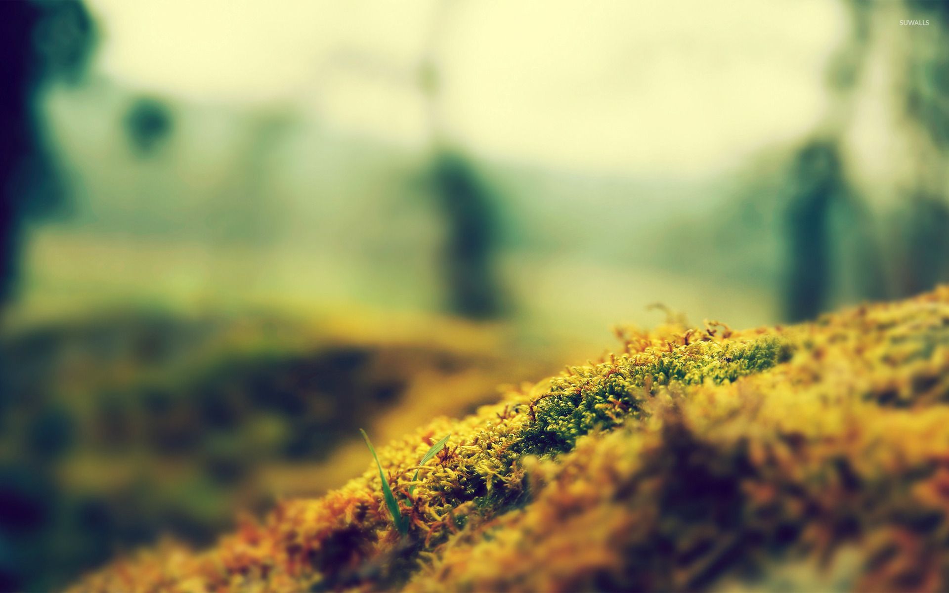 Moss Wallpapers - Wallpaper Cave