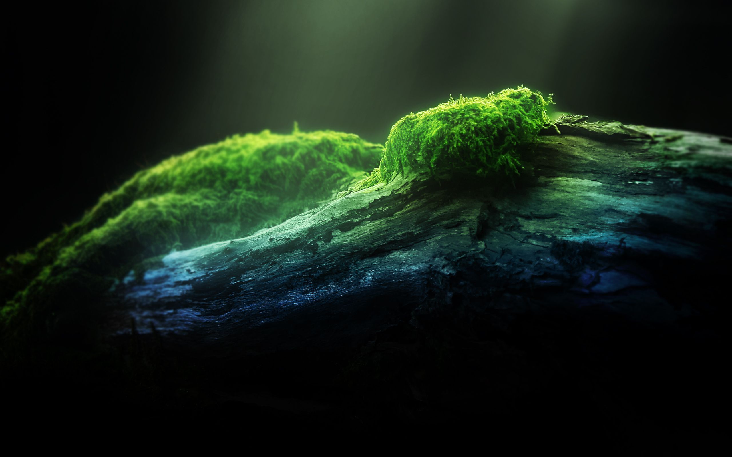 Moss Wallpapers - Wallpaper Cave