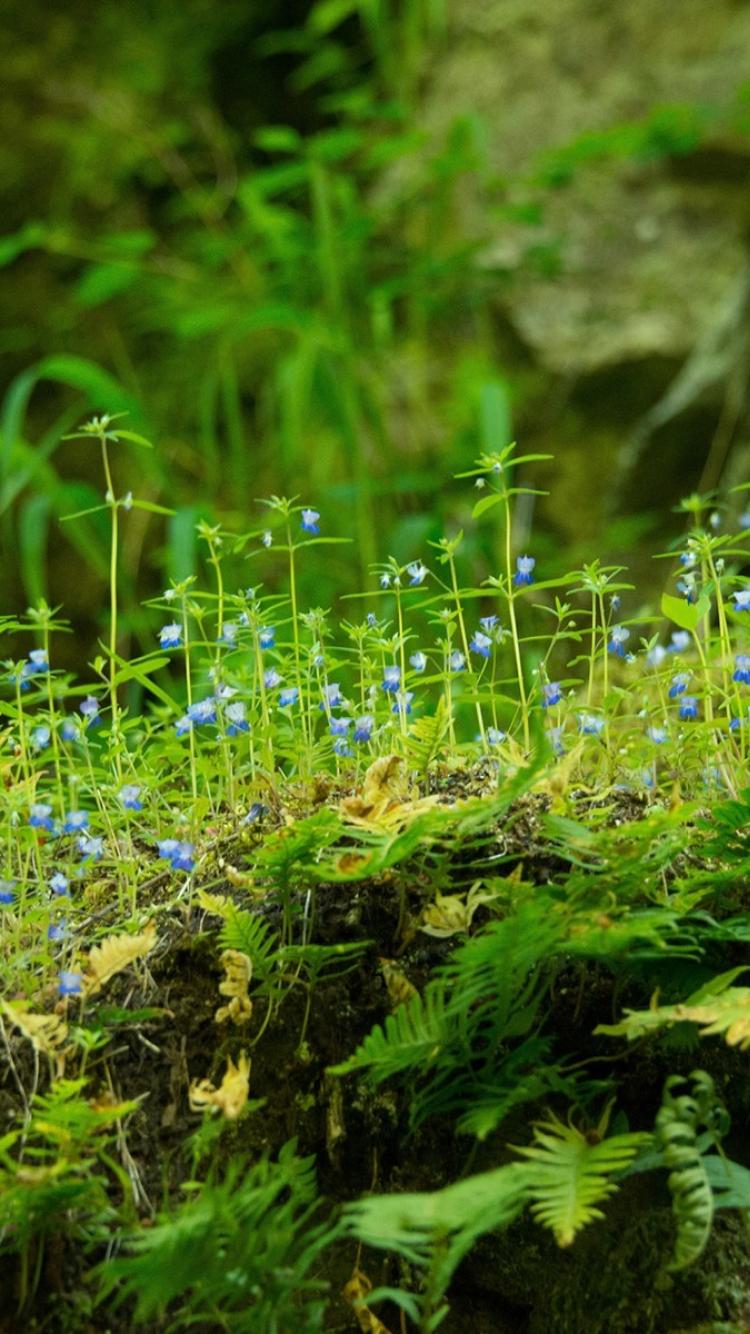 Moss Wallpapers - Wallpaper Cave