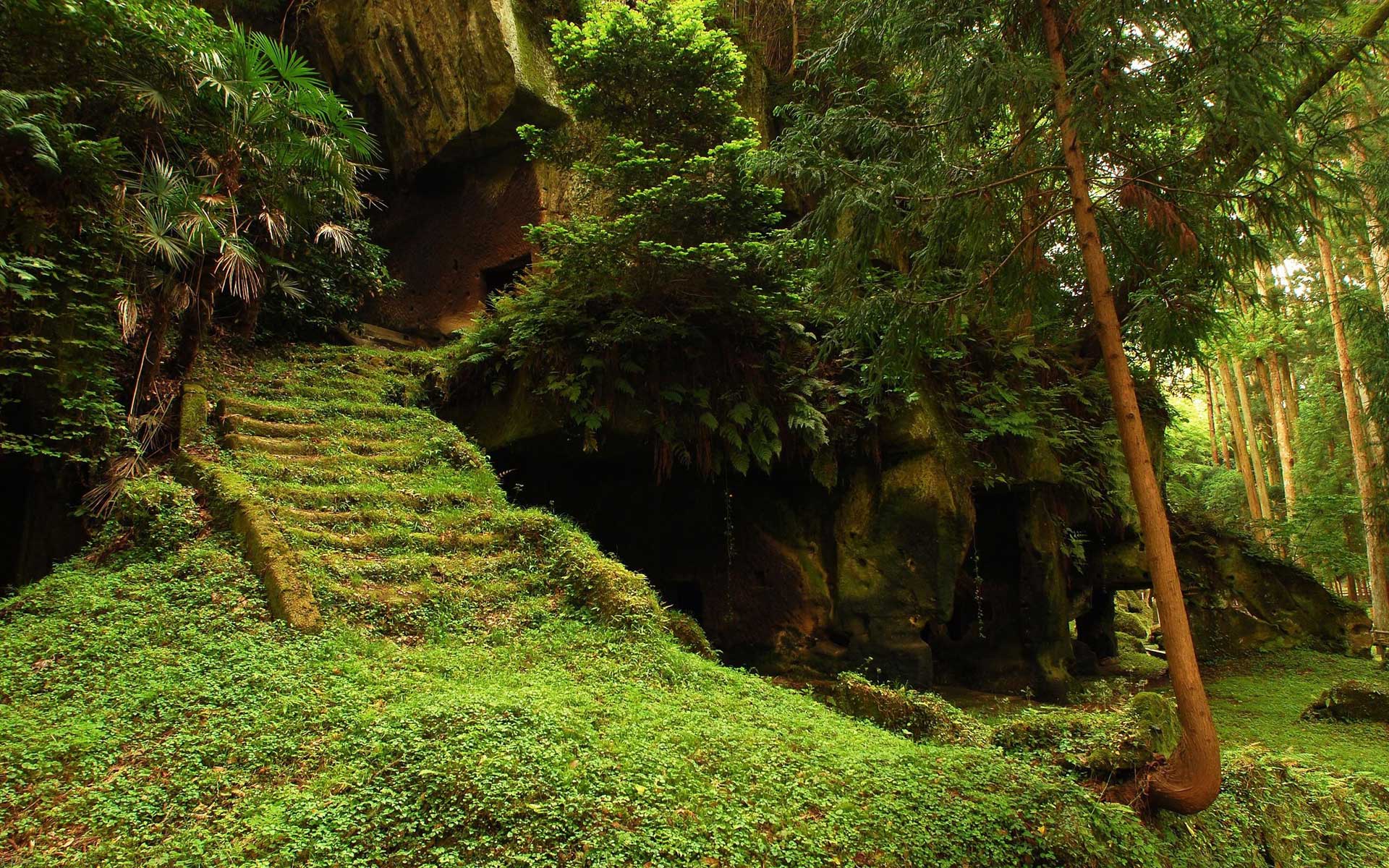Moss Wallpapers - Wallpaper Cave