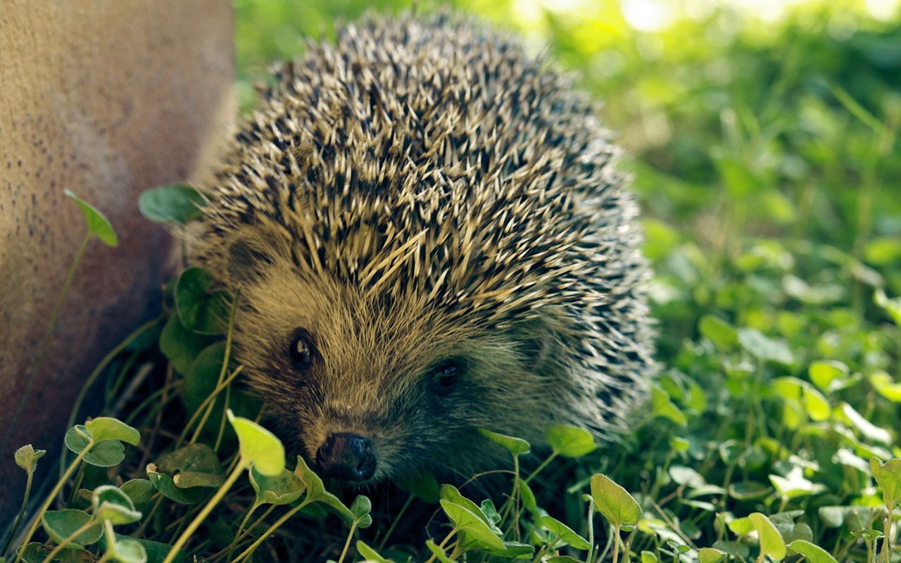 Hedgehog In Spring Wallpapers - Wallpaper Cave