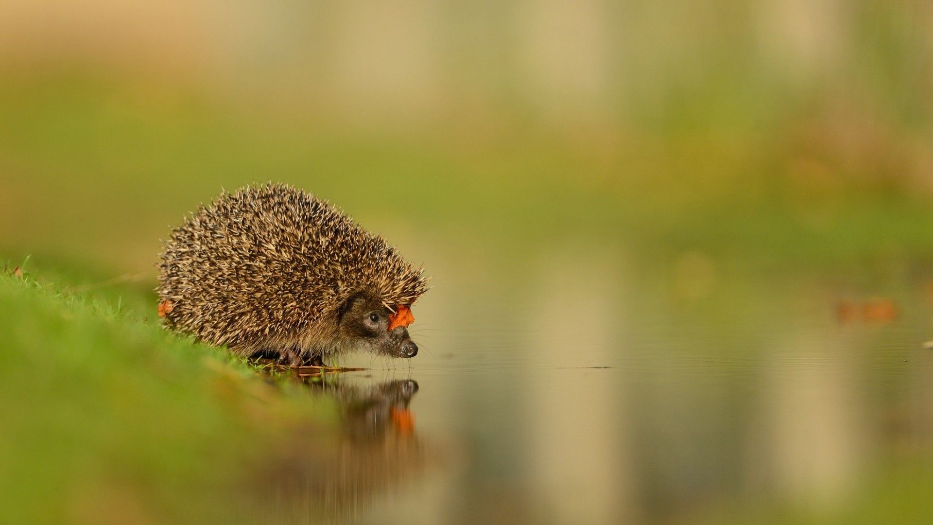 Hedgehog In Spring Wallpapers - Wallpaper Cave