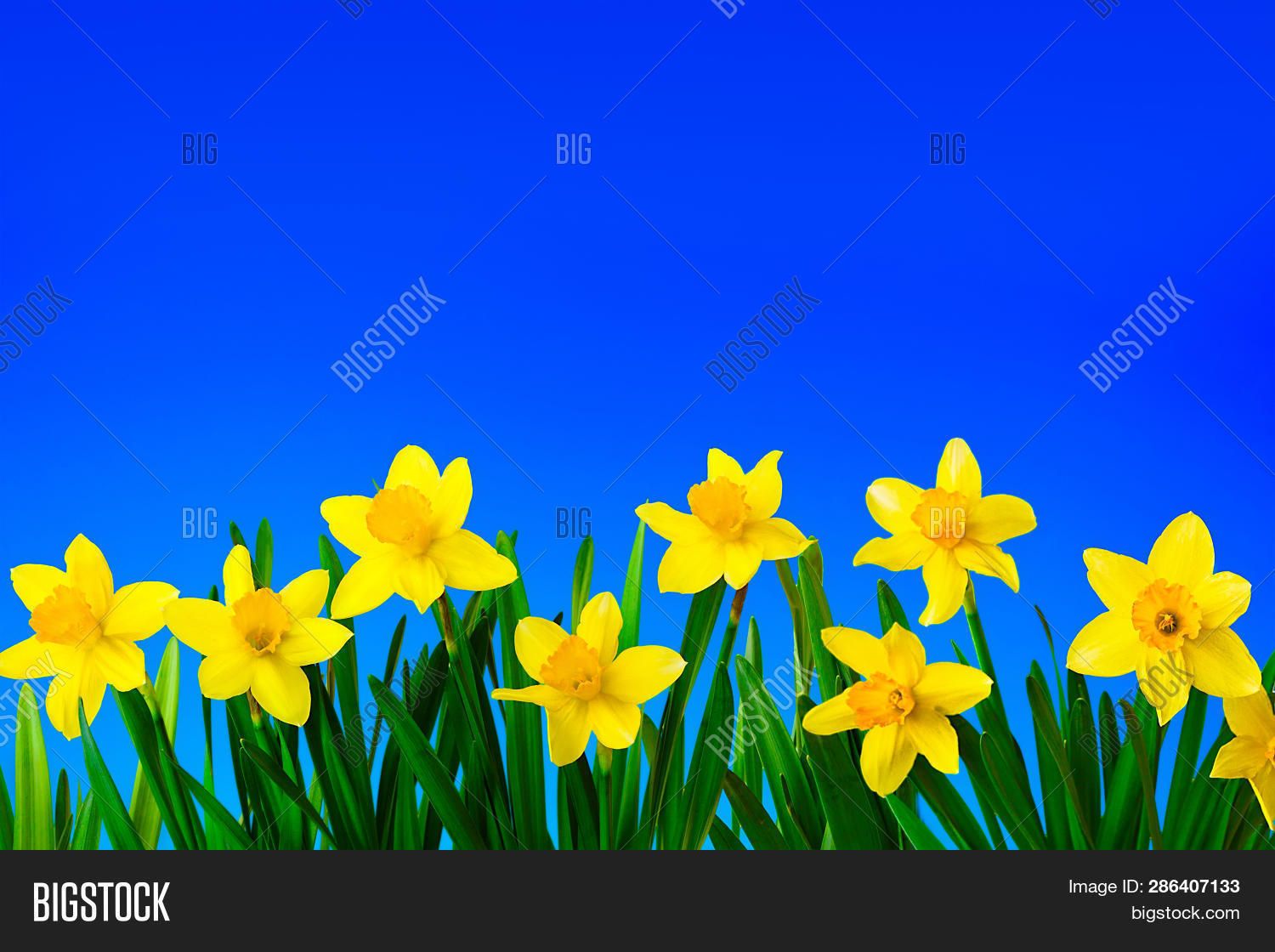 Bright Spring Flower Wallpapers - Wallpaper Cave
