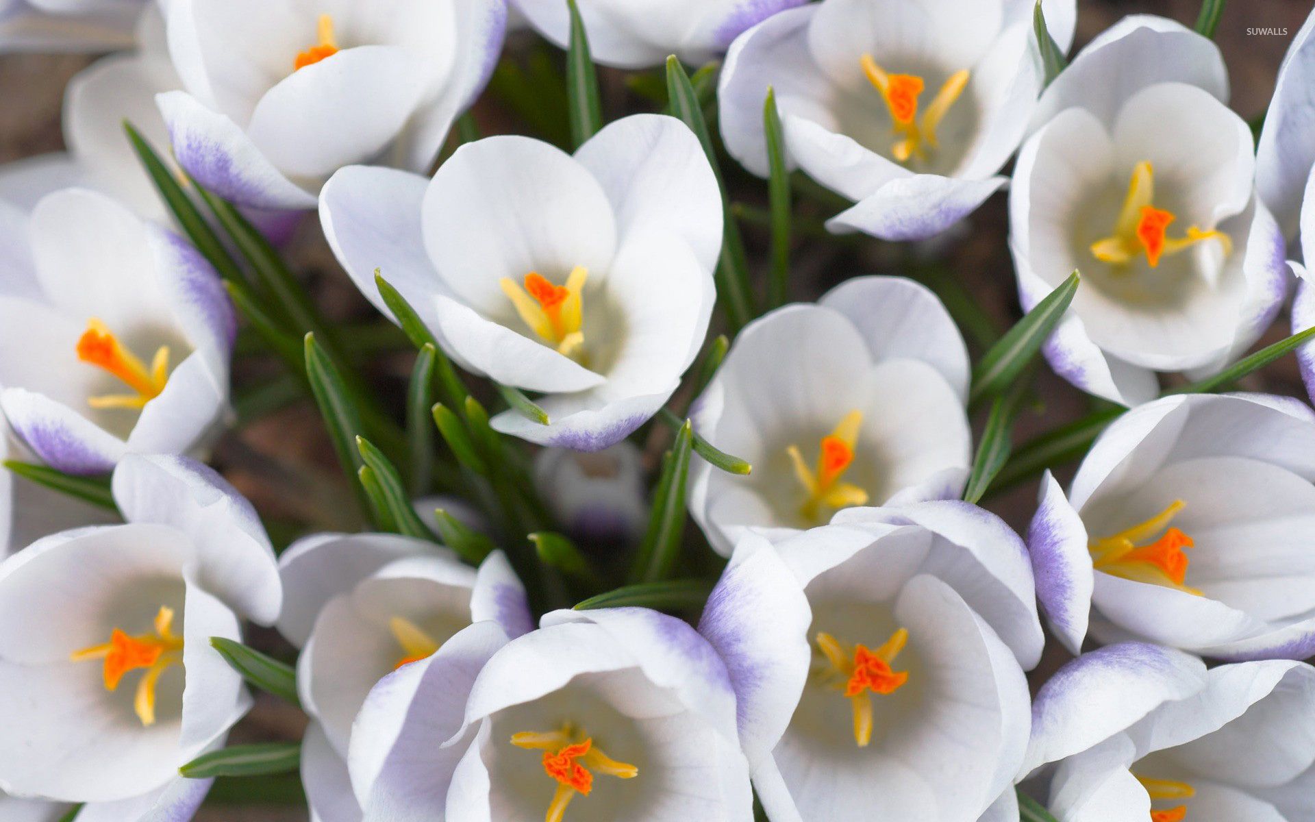 Crocus Wallpapers - Wallpaper Cave