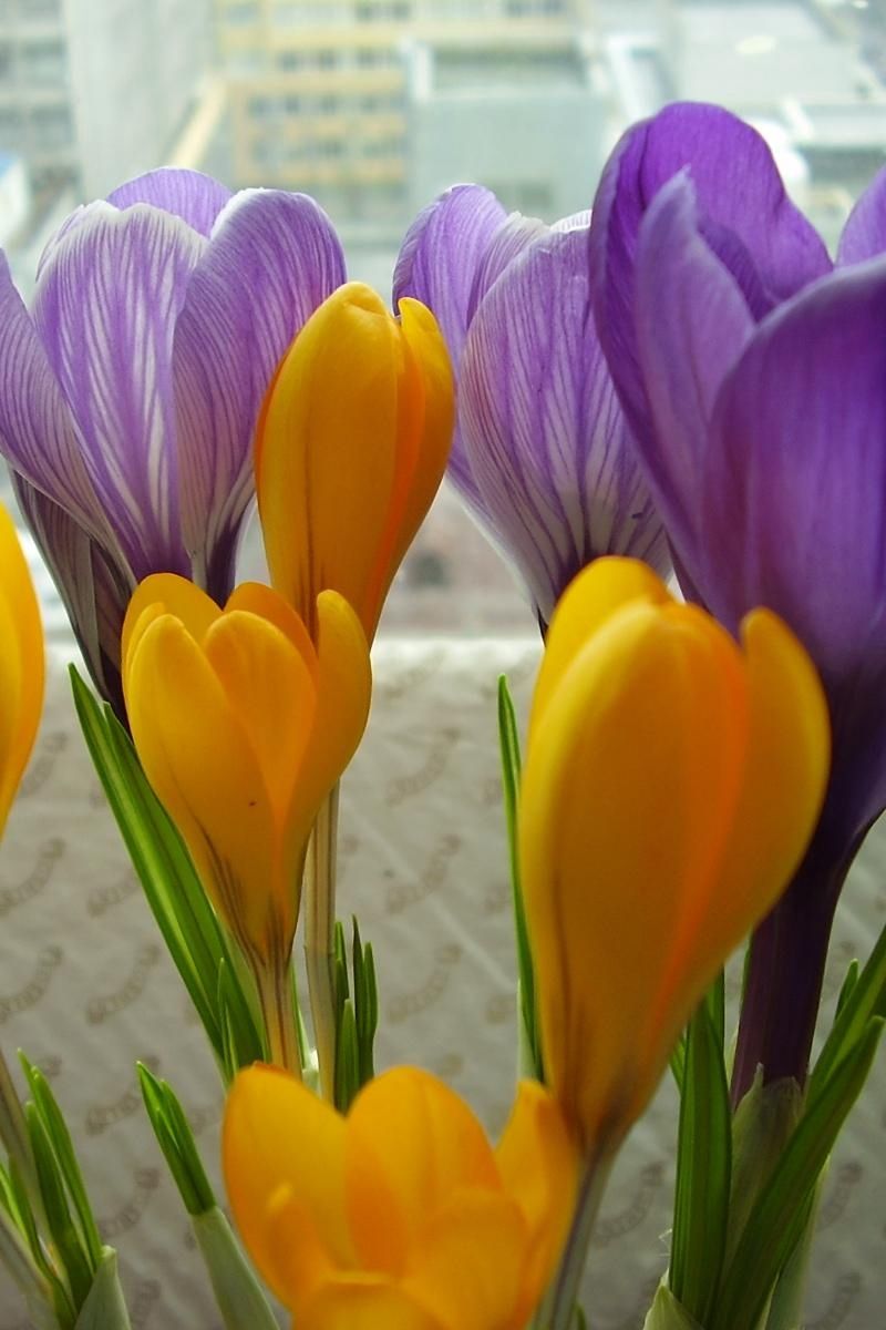 Primrose Bouquet Wallpapers - Wallpaper Cave