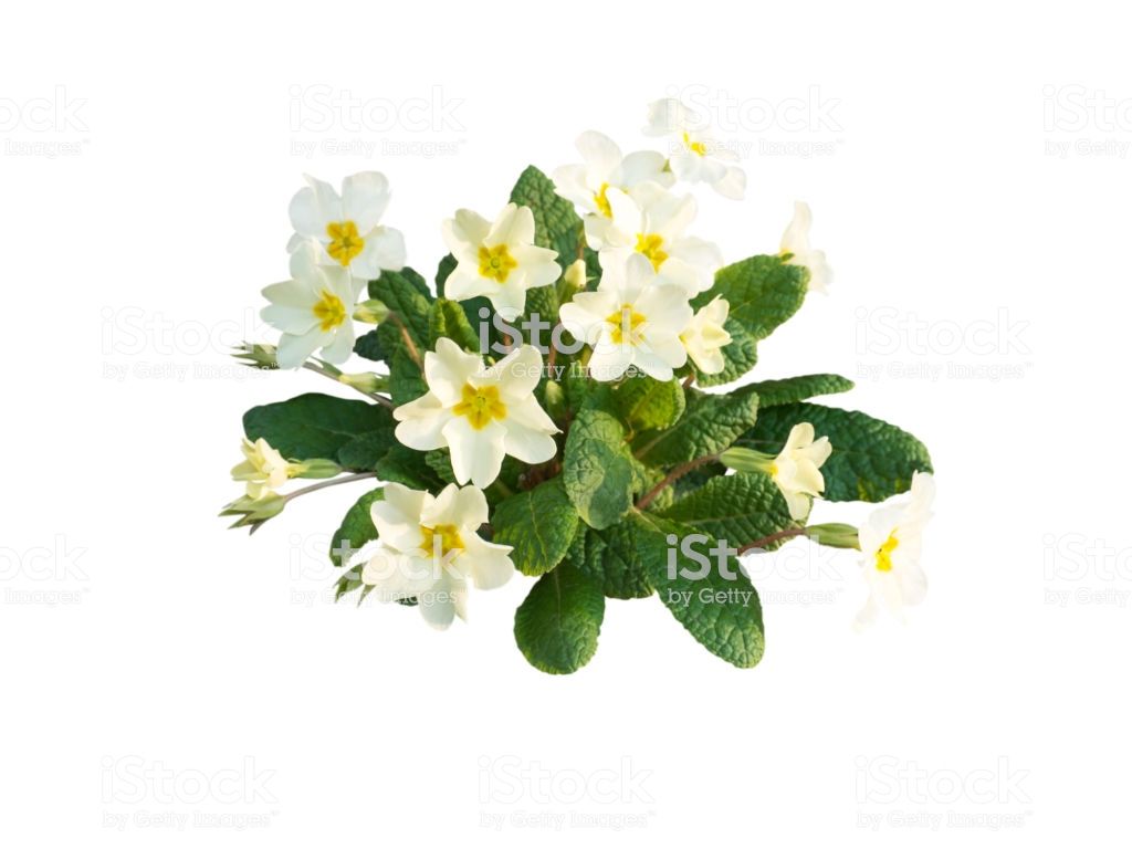Primrose Bouquet Wallpapers - Wallpaper Cave