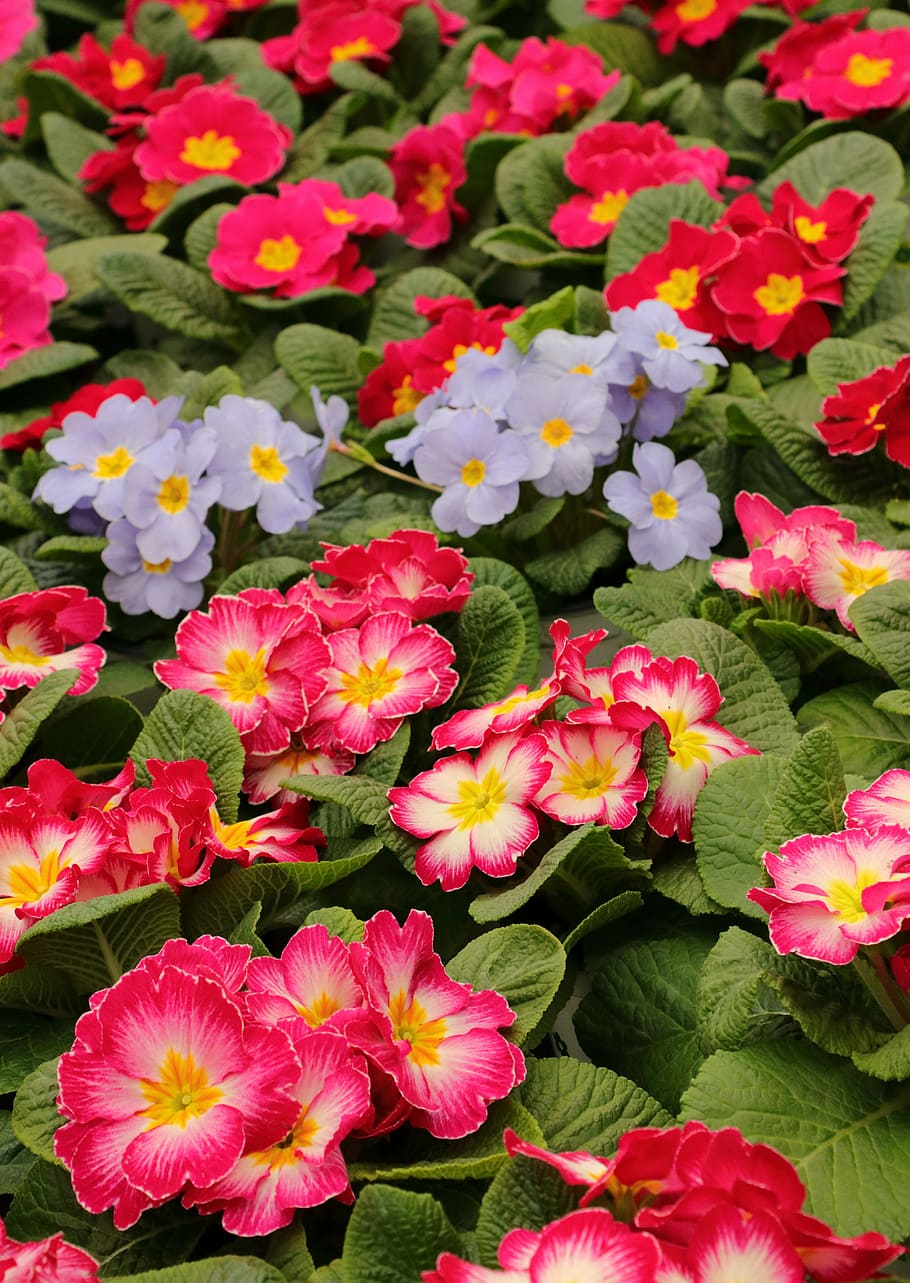 Primrose Bouquet Wallpapers - Wallpaper Cave