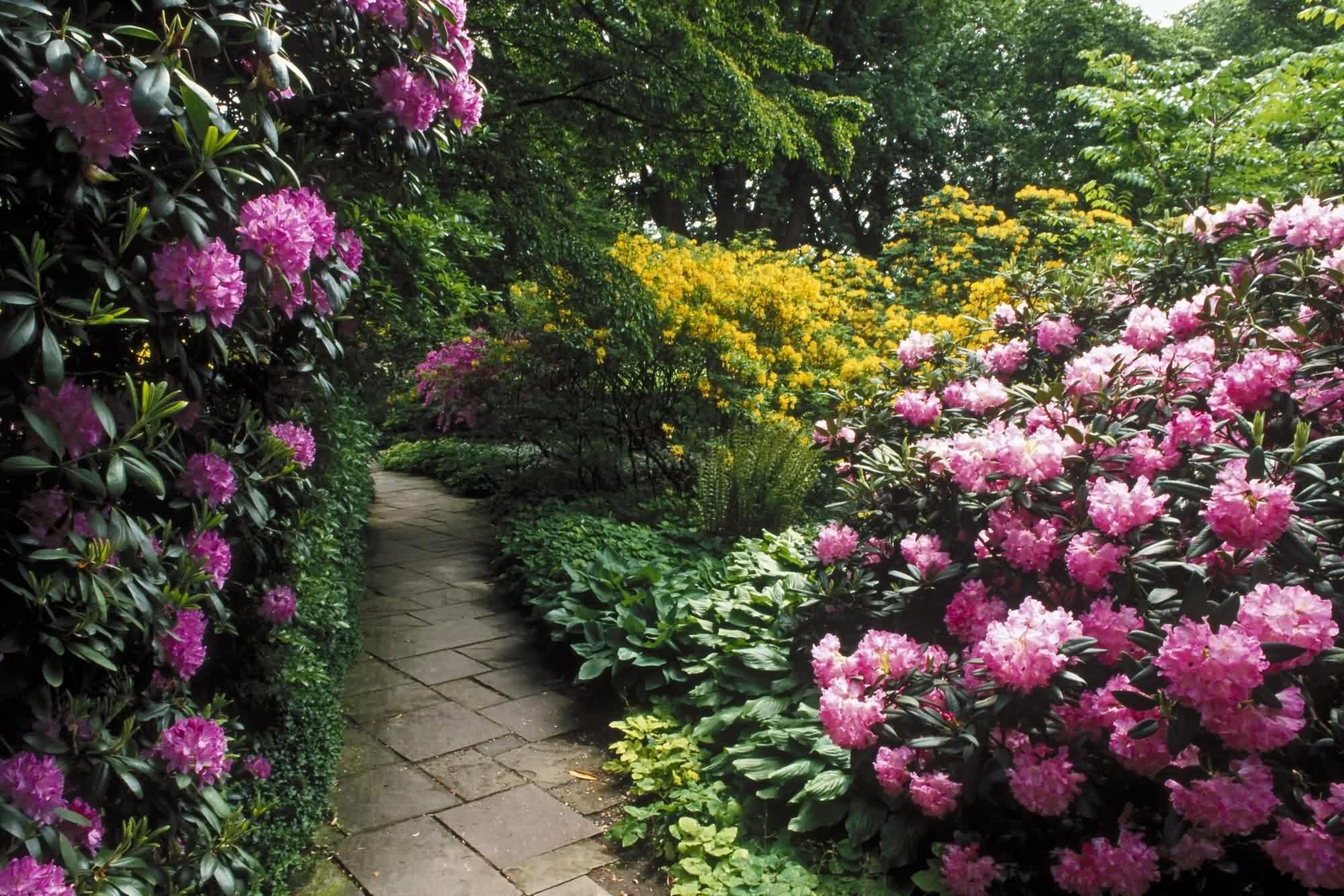 Rhododendrons Wallpapers - Wallpaper Cave