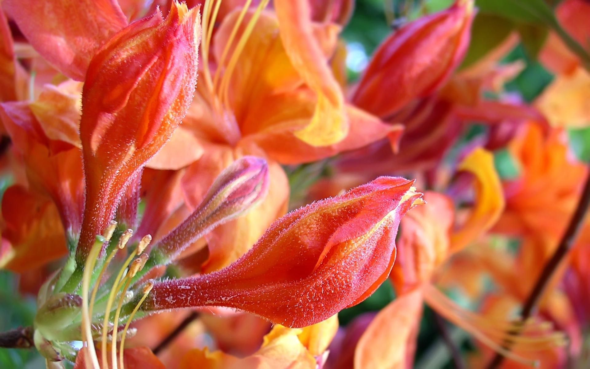 Rhododendrons Wallpapers - Wallpaper Cave