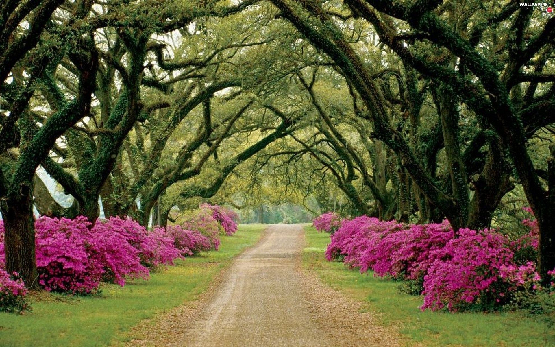Rhododendrons Wallpapers - Wallpaper Cave