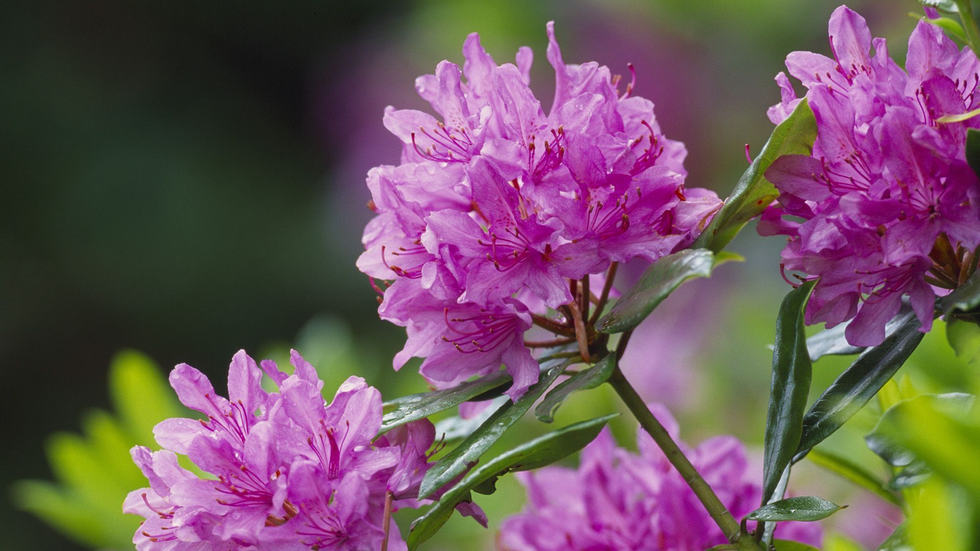 Rhododendrons Wallpapers - Wallpaper Cave