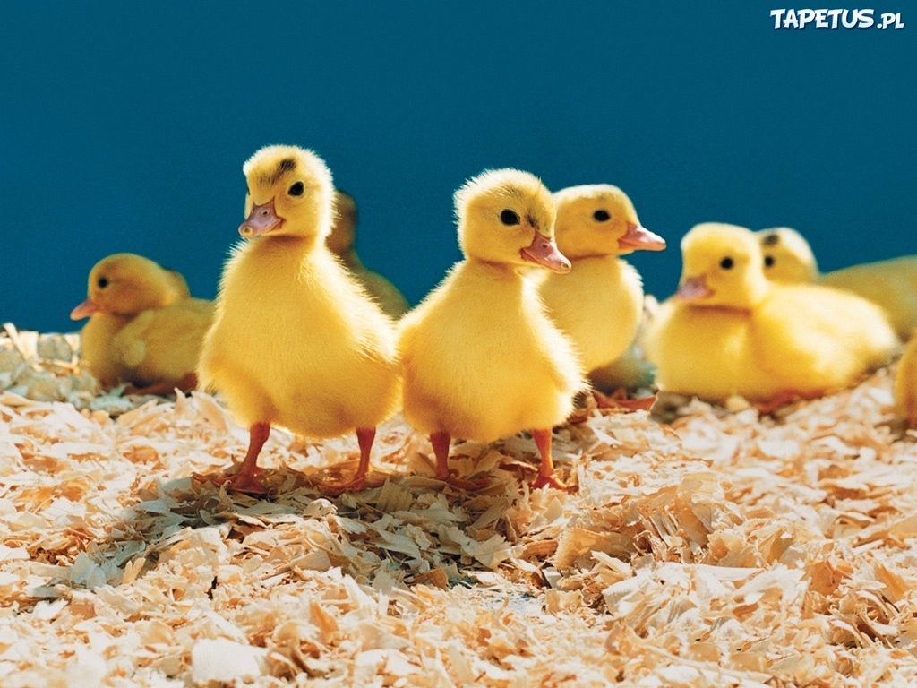 Baby Farm Animals Wallpapers - Wallpaper Cave