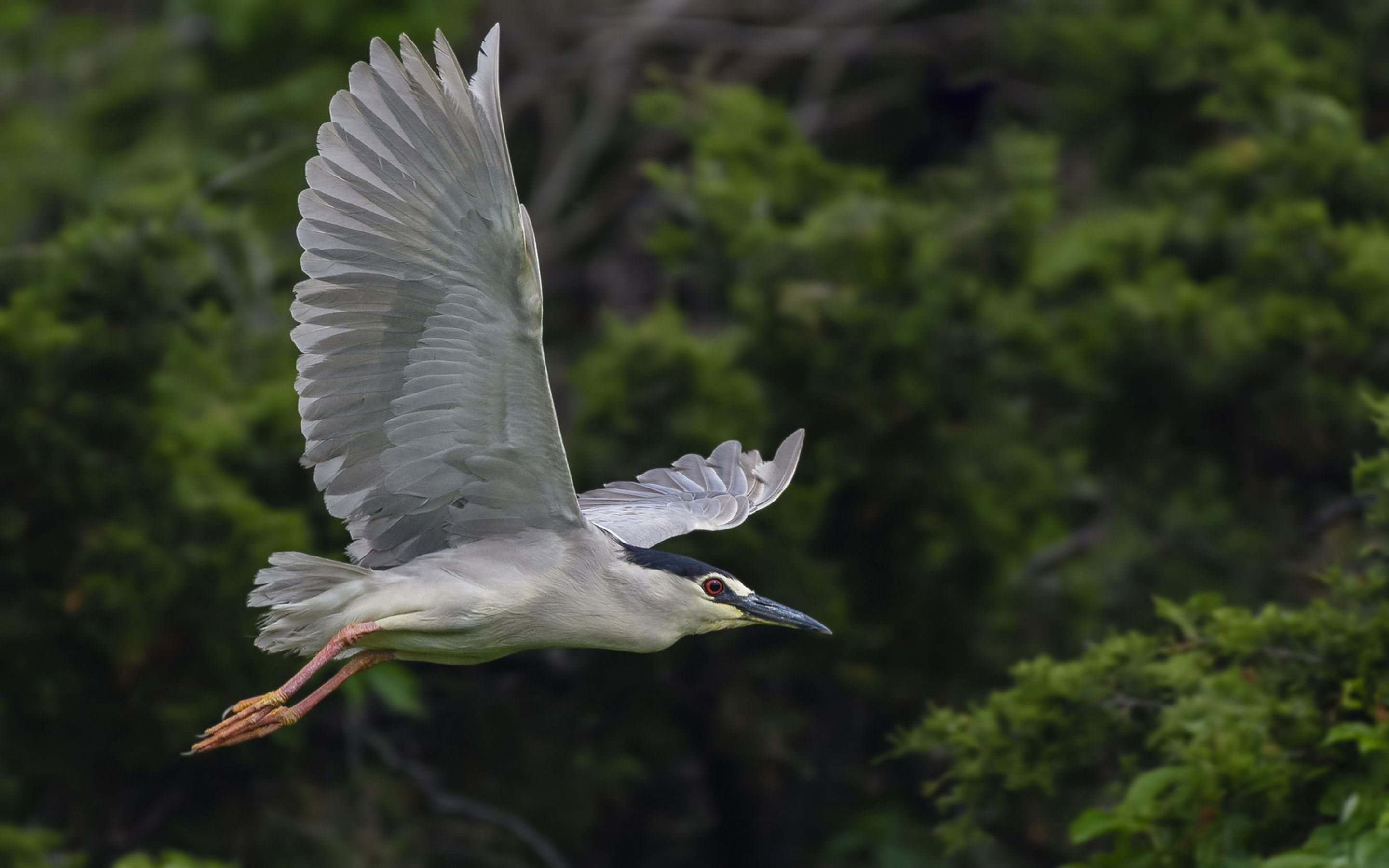Black Crowned Nycticorax Bird Flight Wallpapers - Wallpaper Cave