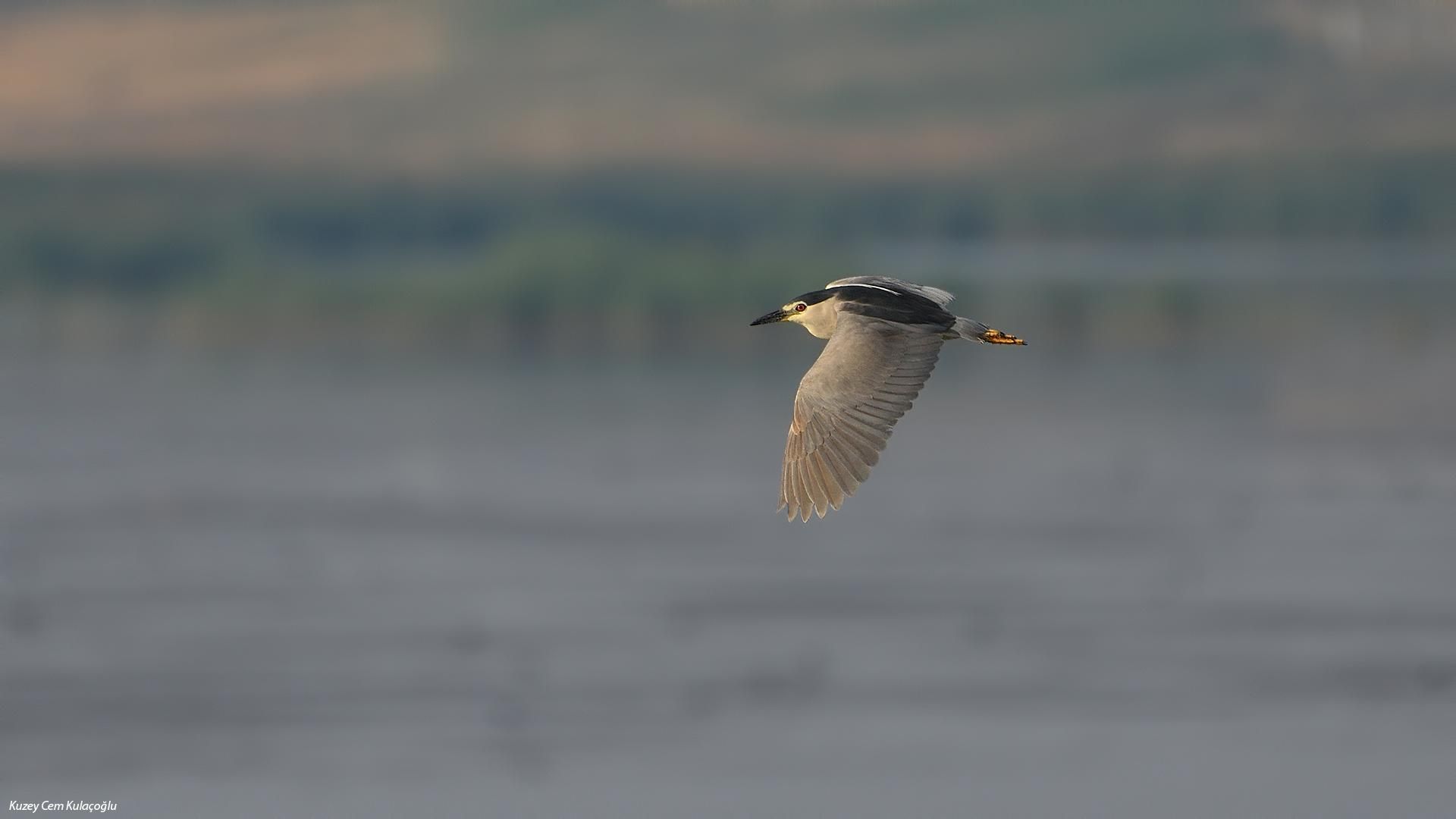 Black Crowned Nycticorax Bird Flight Wallpapers - Wallpaper Cave
