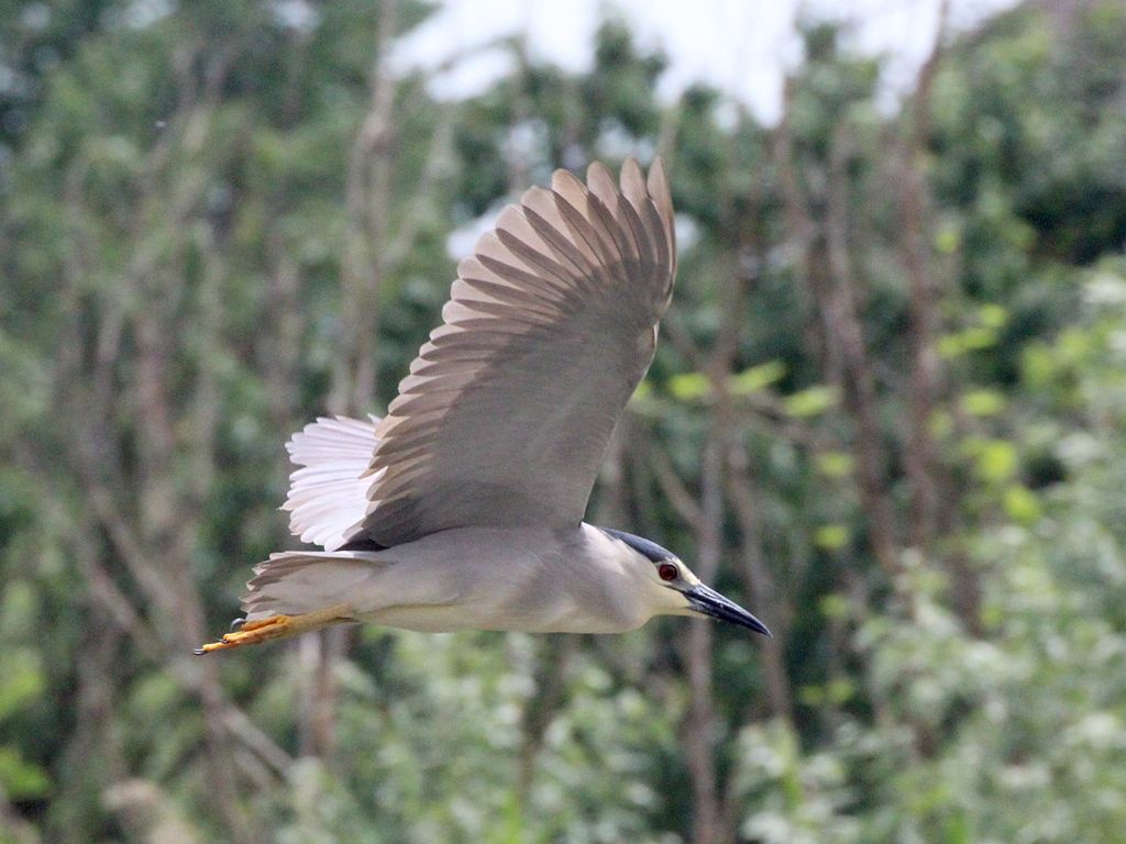 Black Crowned Nycticorax Bird Flight Wallpapers - Wallpaper Cave