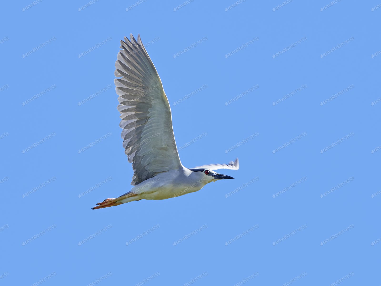 Black Crowned Nycticorax Bird Flight Wallpapers - Wallpaper Cave