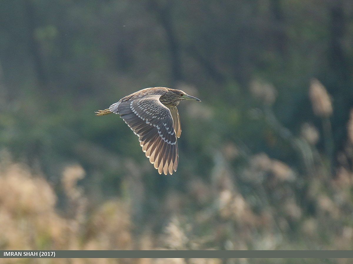 Black Crowned Nycticorax Bird Flight Wallpapers - Wallpaper Cave
