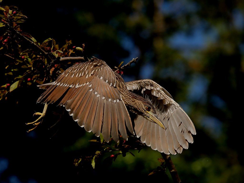 Black Crowned Nycticorax Bird Flight Wallpapers - Wallpaper Cave