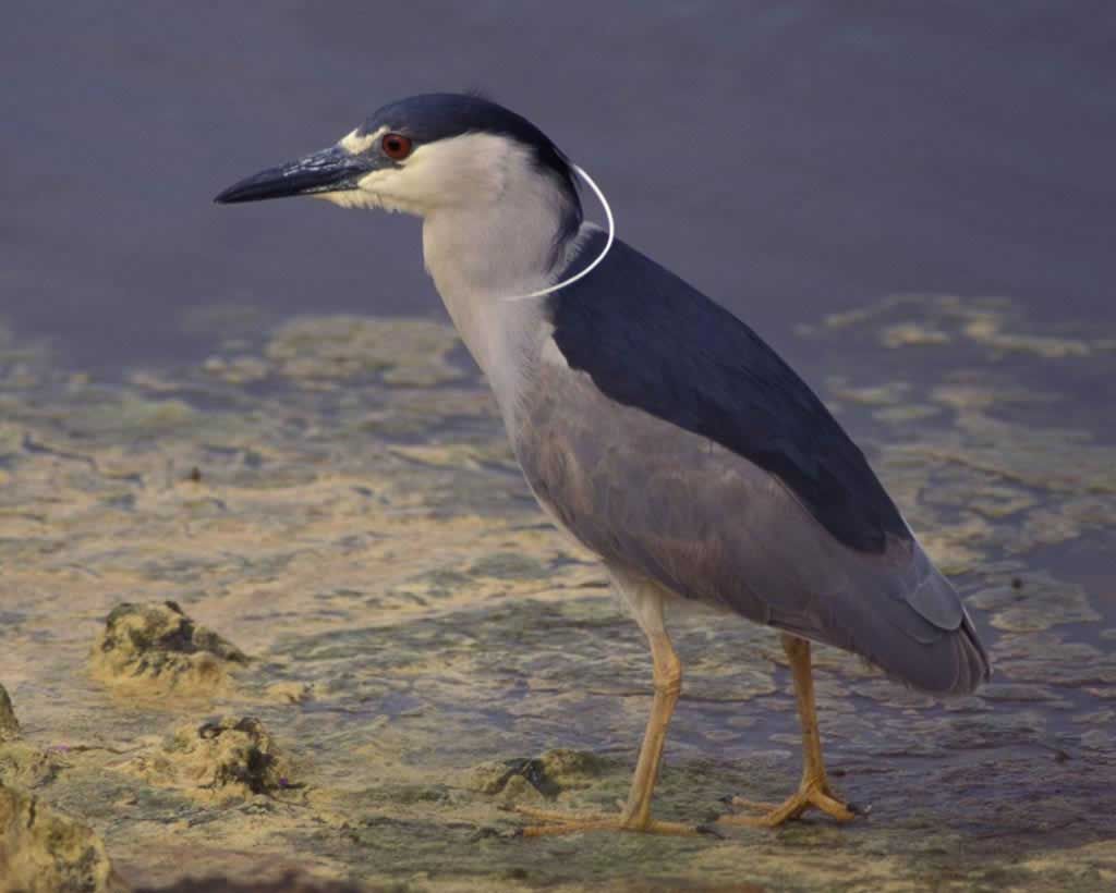 Black Crowned Nycticorax Bird Flight Wallpapers - Wallpaper Cave
