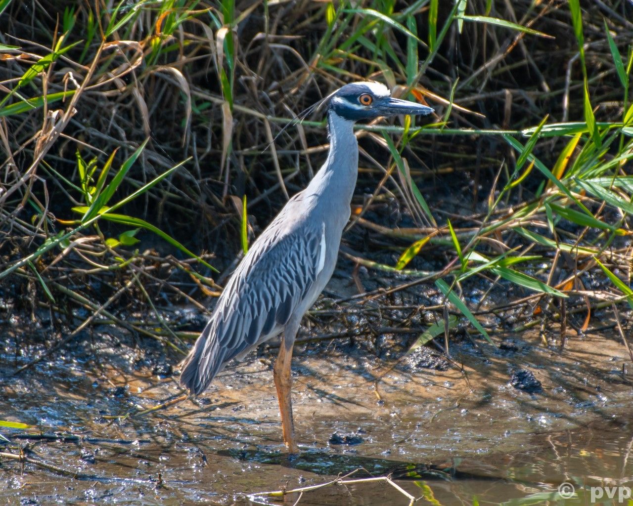 Black Crowned Nycticorax Bird Flight Wallpapers - Wallpaper Cave