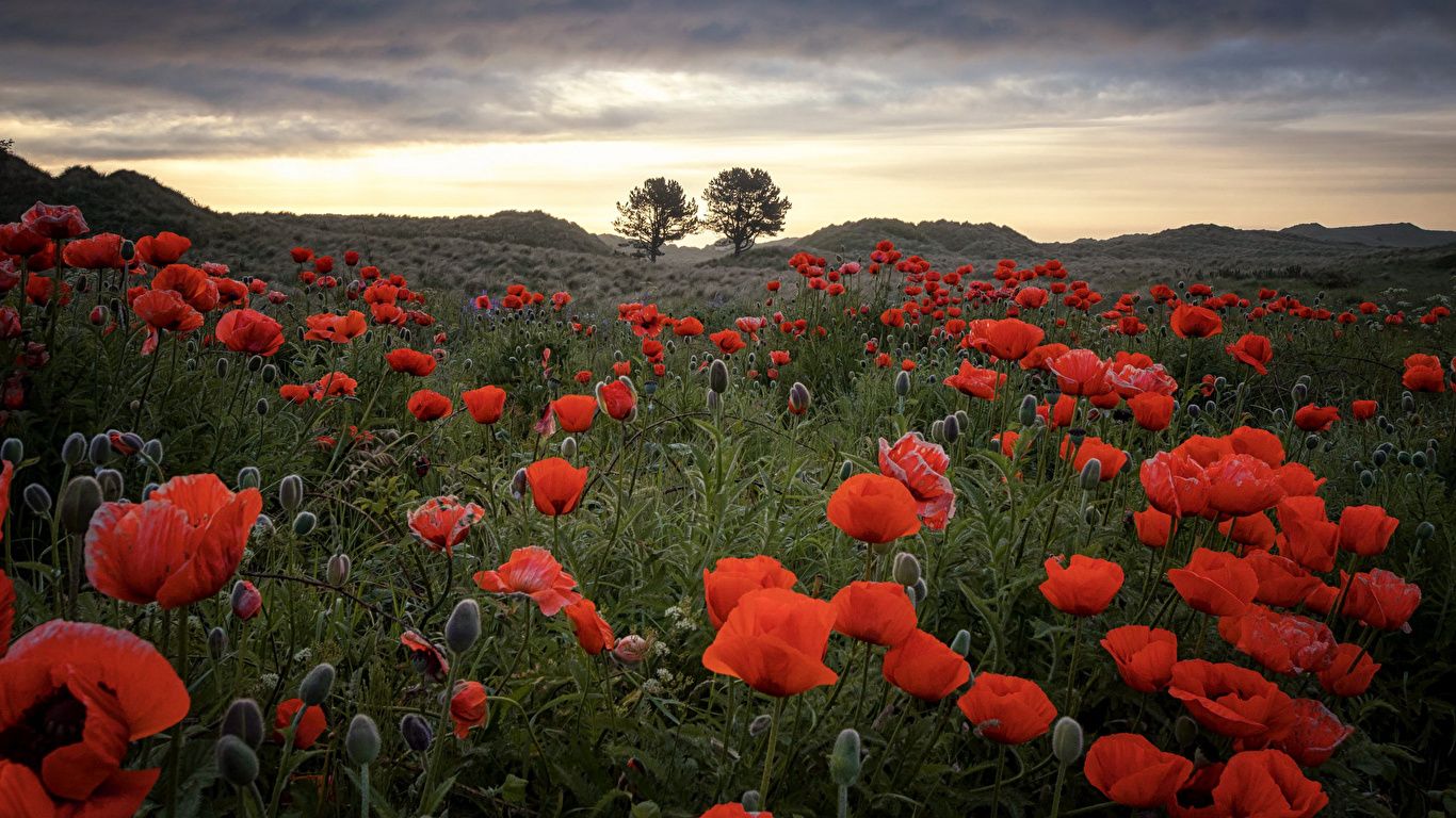 Wildflower Sunset Wallpapers - Wallpaper Cave