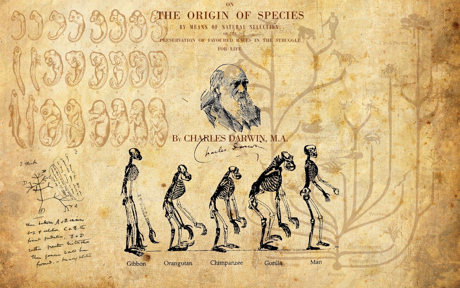 Charles Darwin Computer Wallpapers - Wallpaper Cave