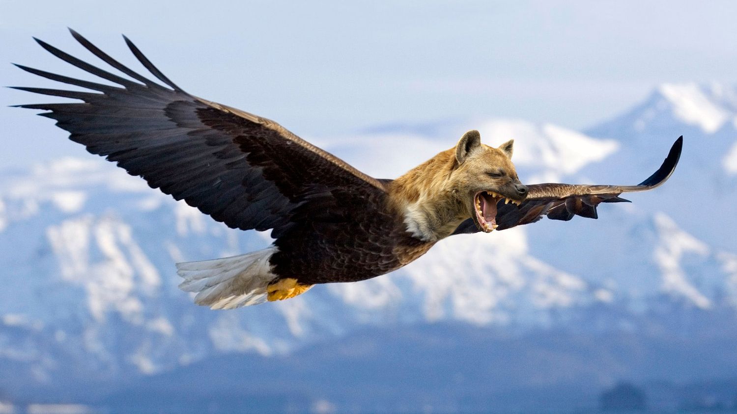 Birds Of Prayer Hyena Wallpapers - Wallpaper Cave