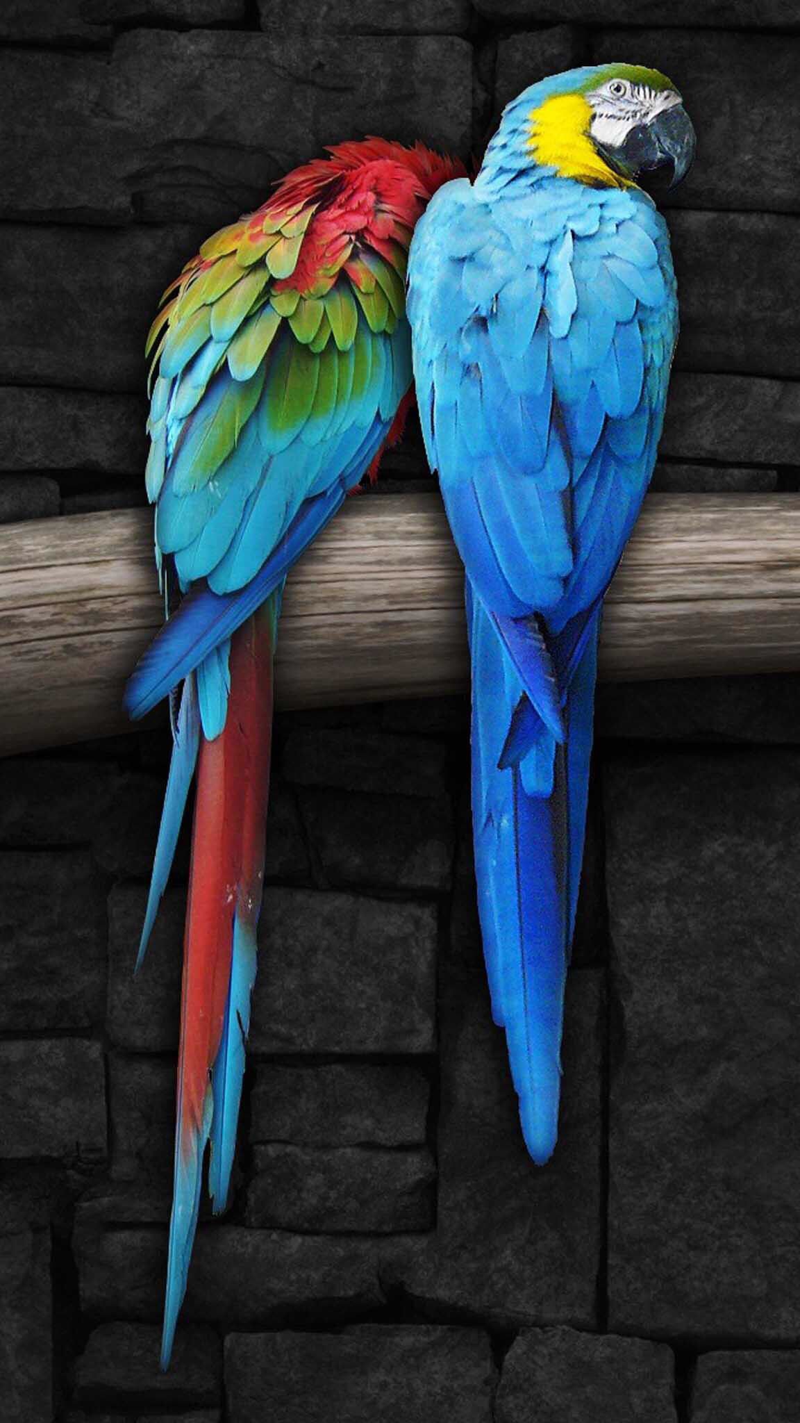 Parrot Security Os Wallpapers Wallpaper Cave
