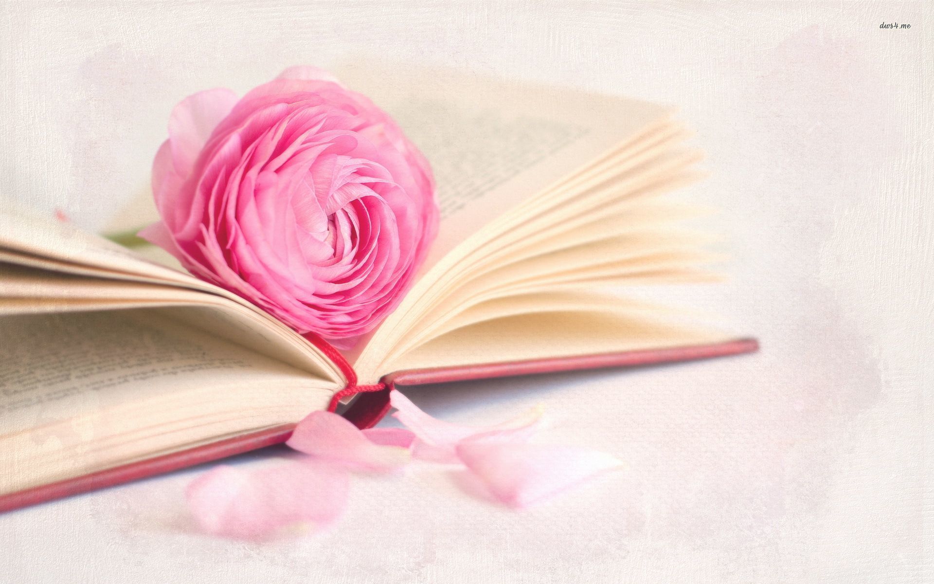 Rose In Book Wallpapers - Wallpaper Cave