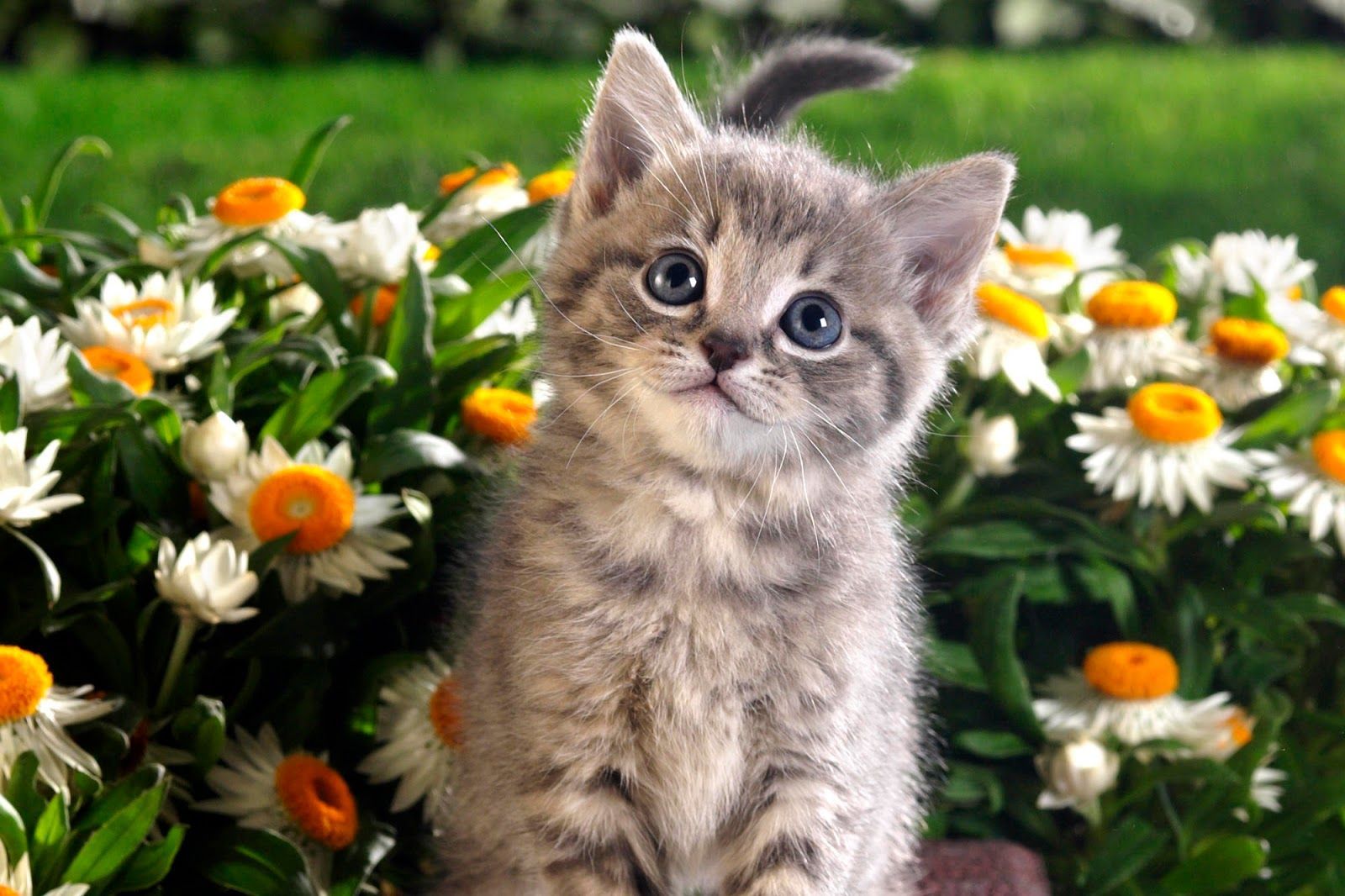 Cute Animals Spring Wallpapers - Wallpaper Cave
