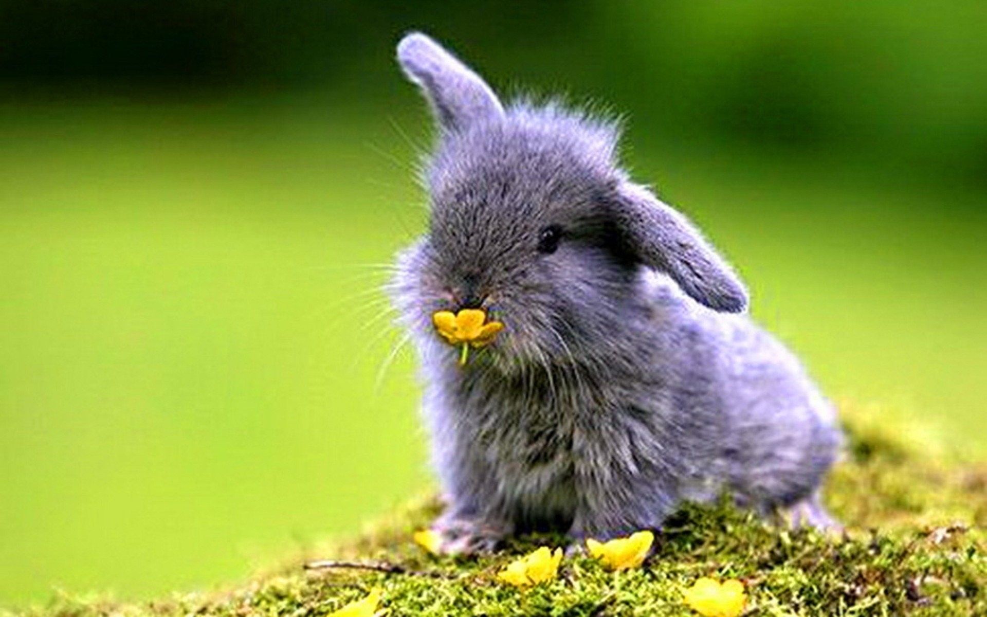 Bunny In Spring Wallpapers - Wallpaper Cave