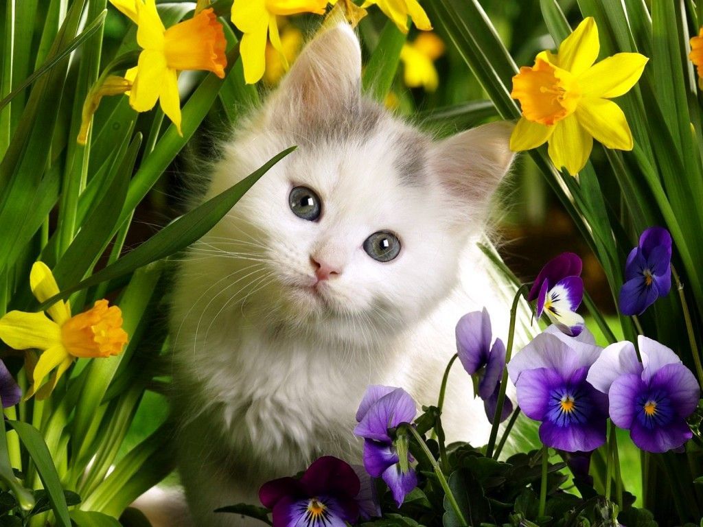 Cute Animals And Spring Wallpapers - Wallpaper Cave