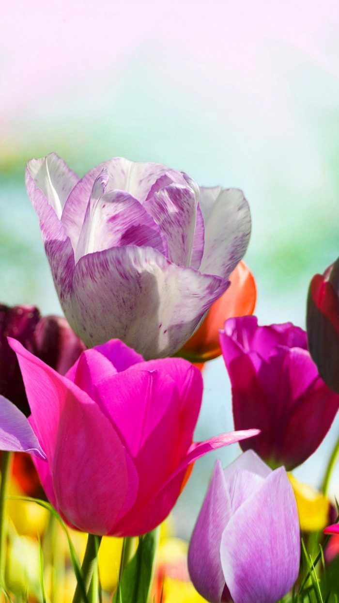 Spring Season 2020 Wallpapers - Wallpaper Cave