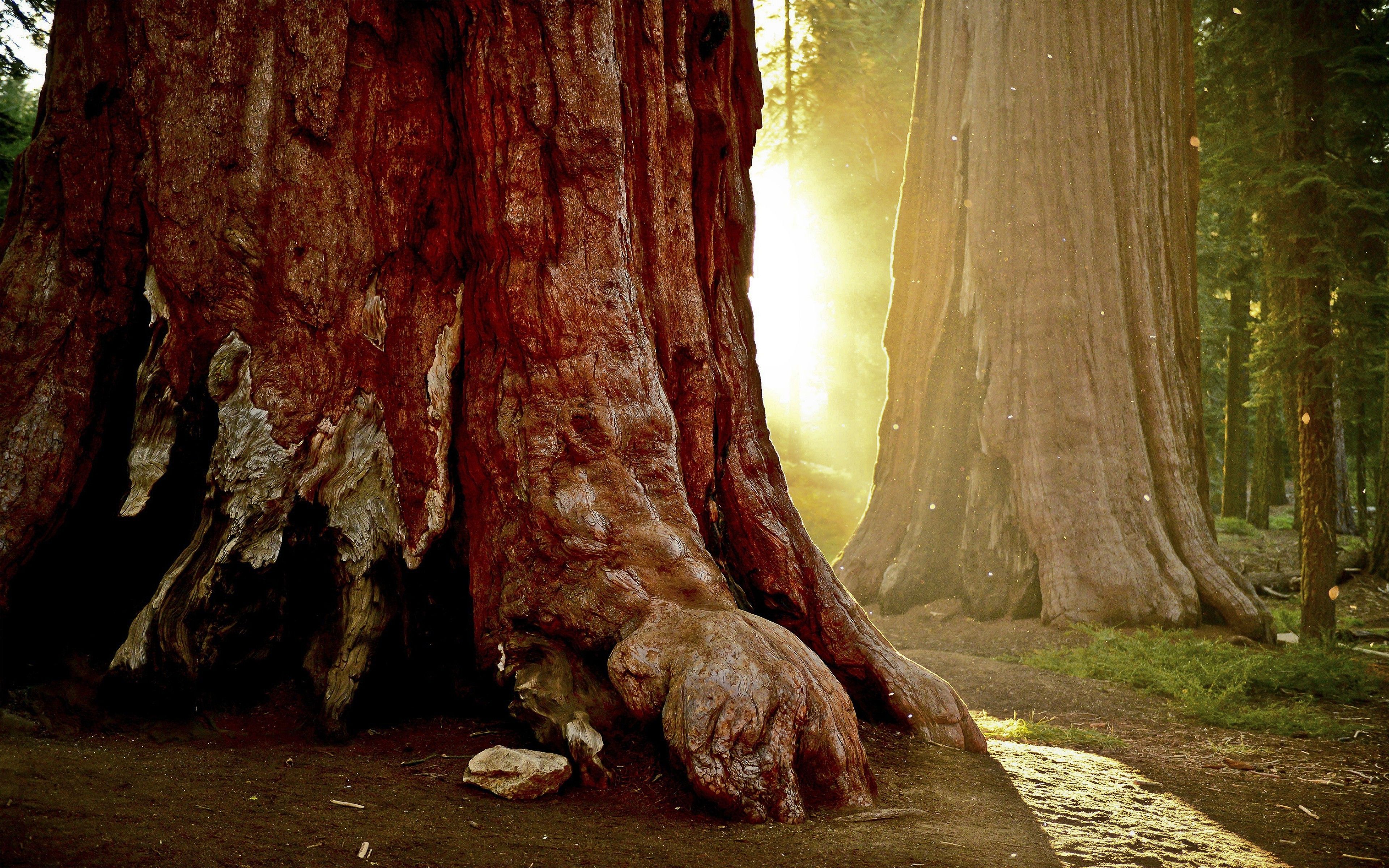 Redwood Wallpapers - Wallpaper Cave