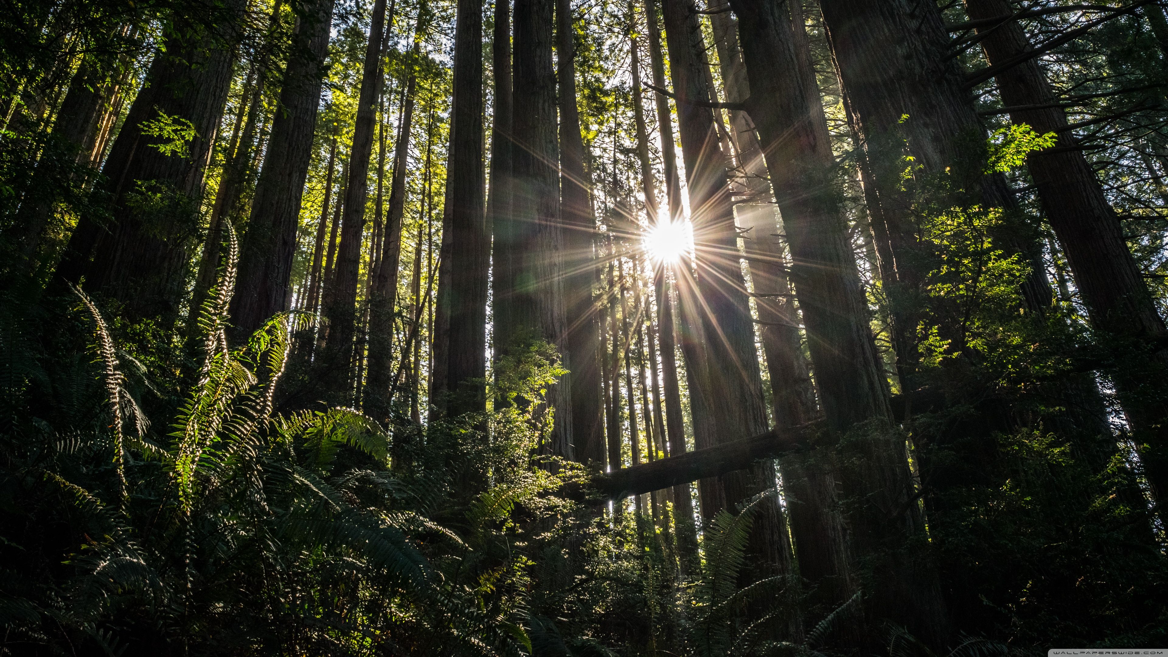 Redwood Wallpapers - Wallpaper Cave