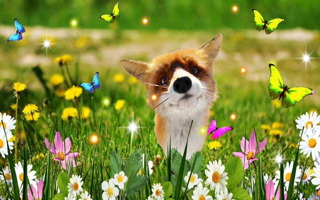 Fox Spring Wallpapers - Wallpaper Cave