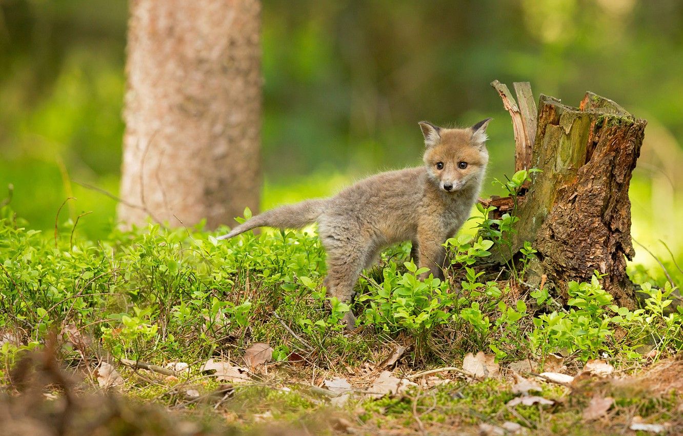 Fox Spring Wallpapers - Wallpaper Cave