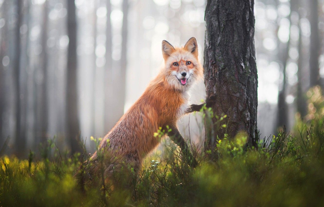 Fox Spring Wallpapers - Wallpaper Cave