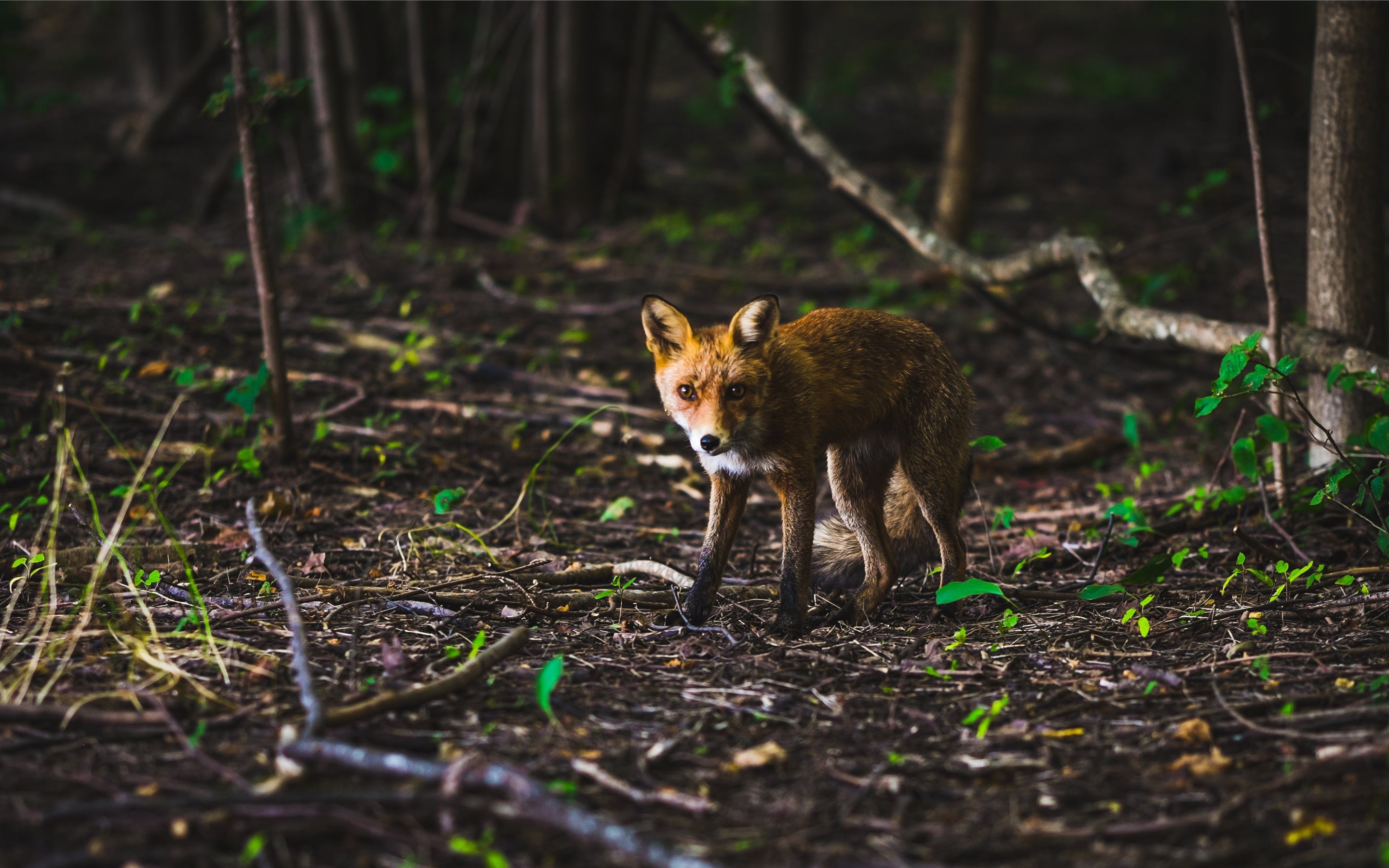 Fox Spring Wallpapers - Wallpaper Cave